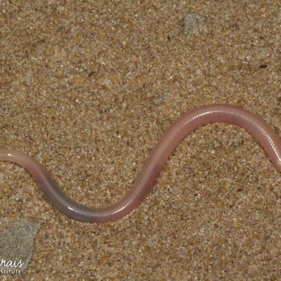 Lizard Species - Johan Marais