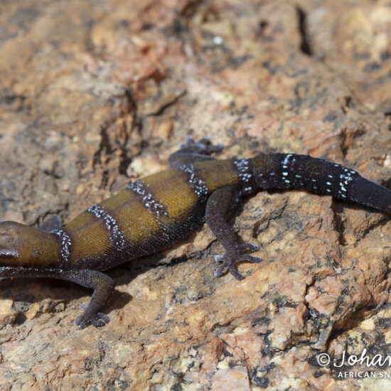 Gecko Species - Johan Marais