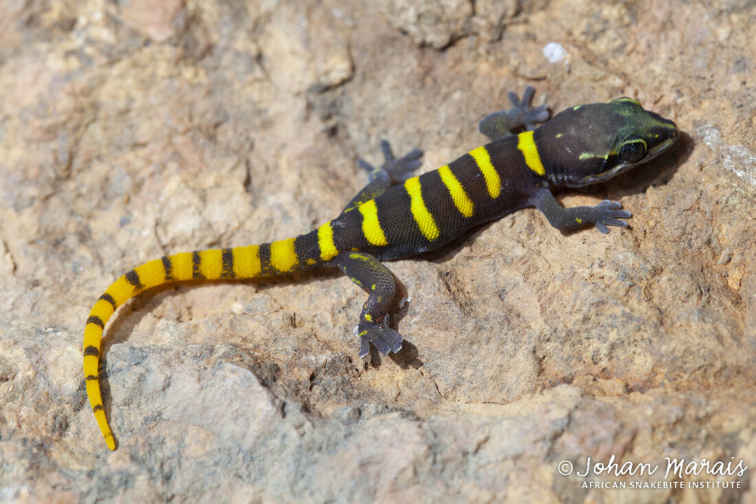 Gecko Species - Johan Marais