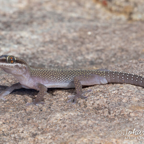 Gecko Species - Johan Marais