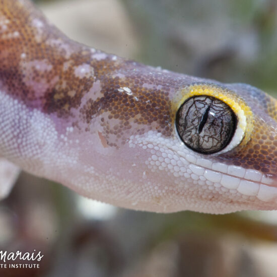 Gecko Species - Johan Marais