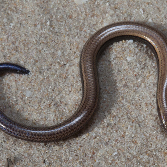 Lizard Species - Johan Marais