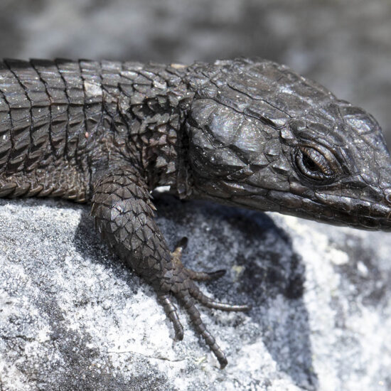 Lizard Species - Johan Marais