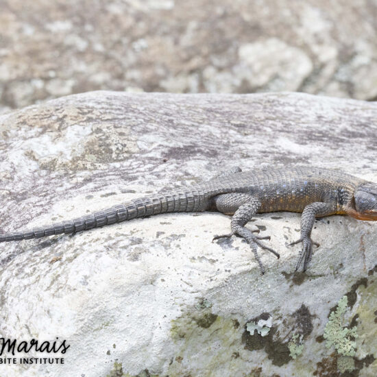 Lizard Species - Johan Marais