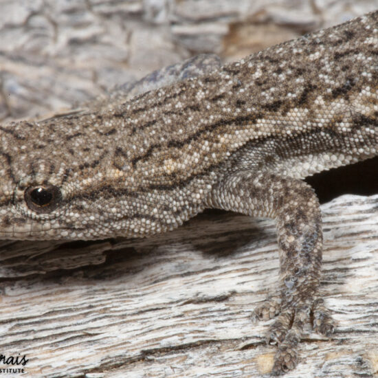 Gecko Species - Johan Marais