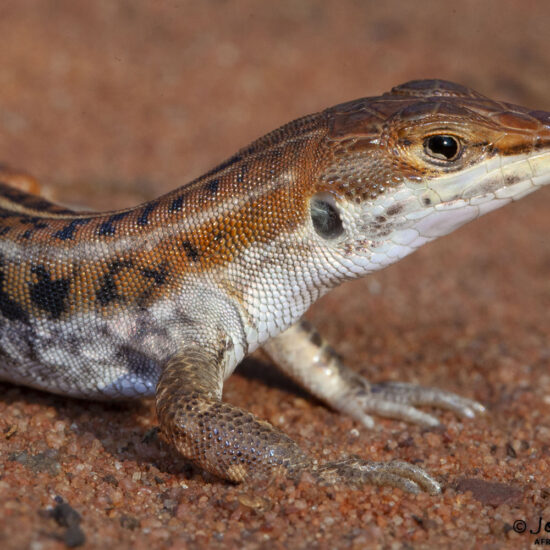 Lizard Species - Johan Marais