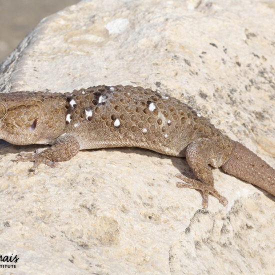 Gecko Species - Johan Marais