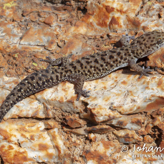 Gecko Species - Johan Marais
