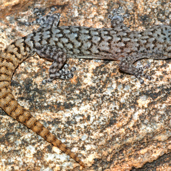 Gecko Species - Johan Marais
