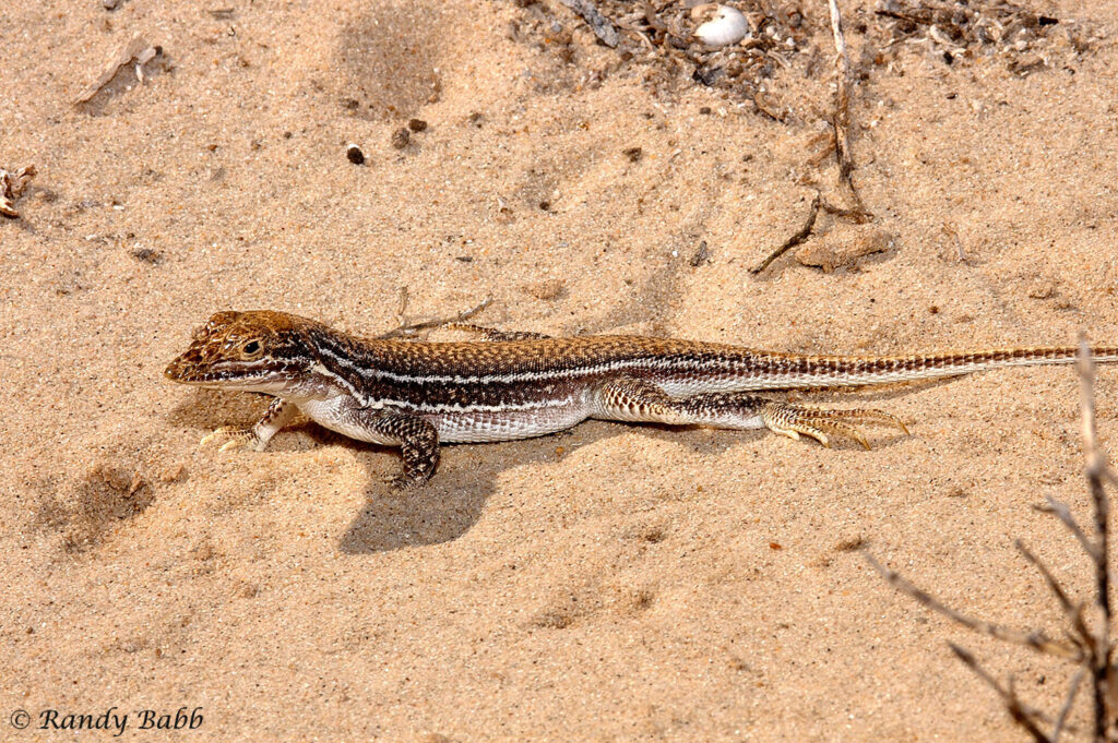 Giant Desert Lizard (Meroles ctenodactylus) - Johan Marais