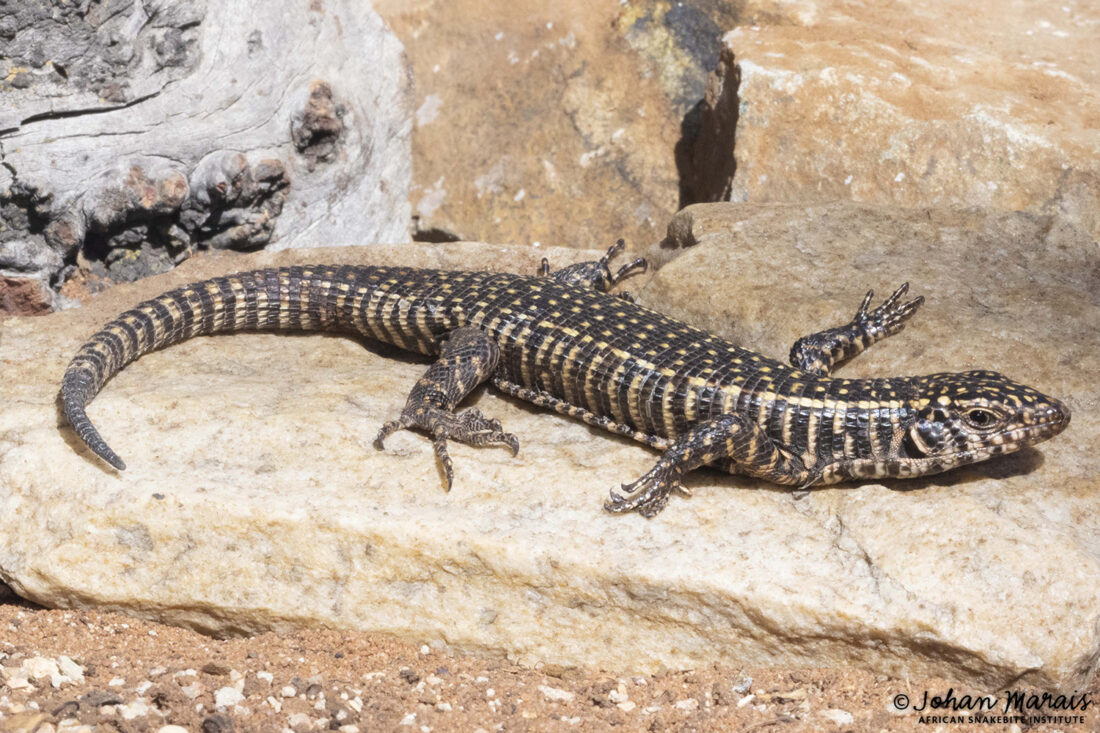 Common Giant Plated Lizard (Matobosaurus validus) - Johan Marais