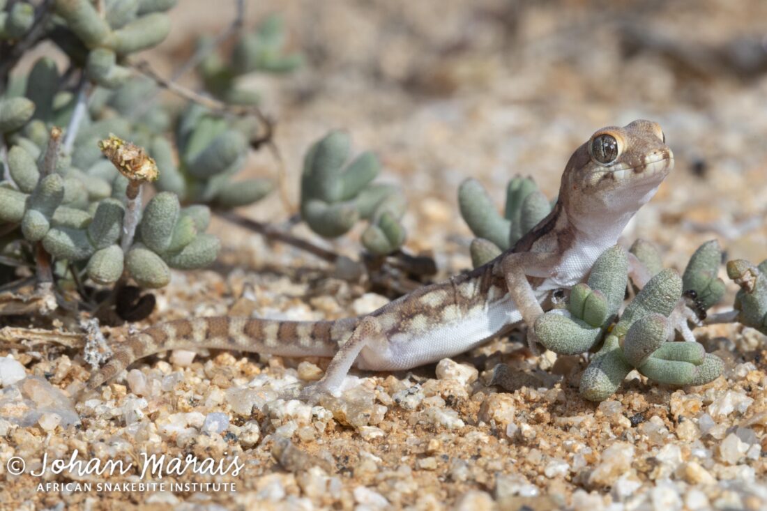 Kamaggas Gecko (Pachydactylus amoenus) - Johan Marais