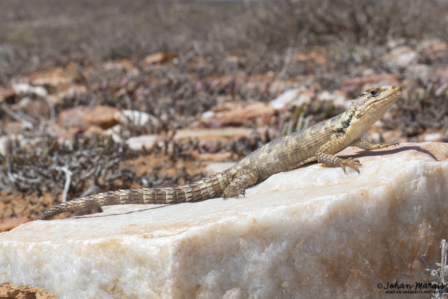 Karoo Girdled Lizard (Karusasaurus polyzonus) - Johan Marais