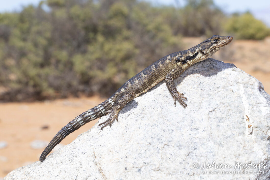 Karoo Girdled Lizard (Karusasaurus polyzonus) - Johan Marais