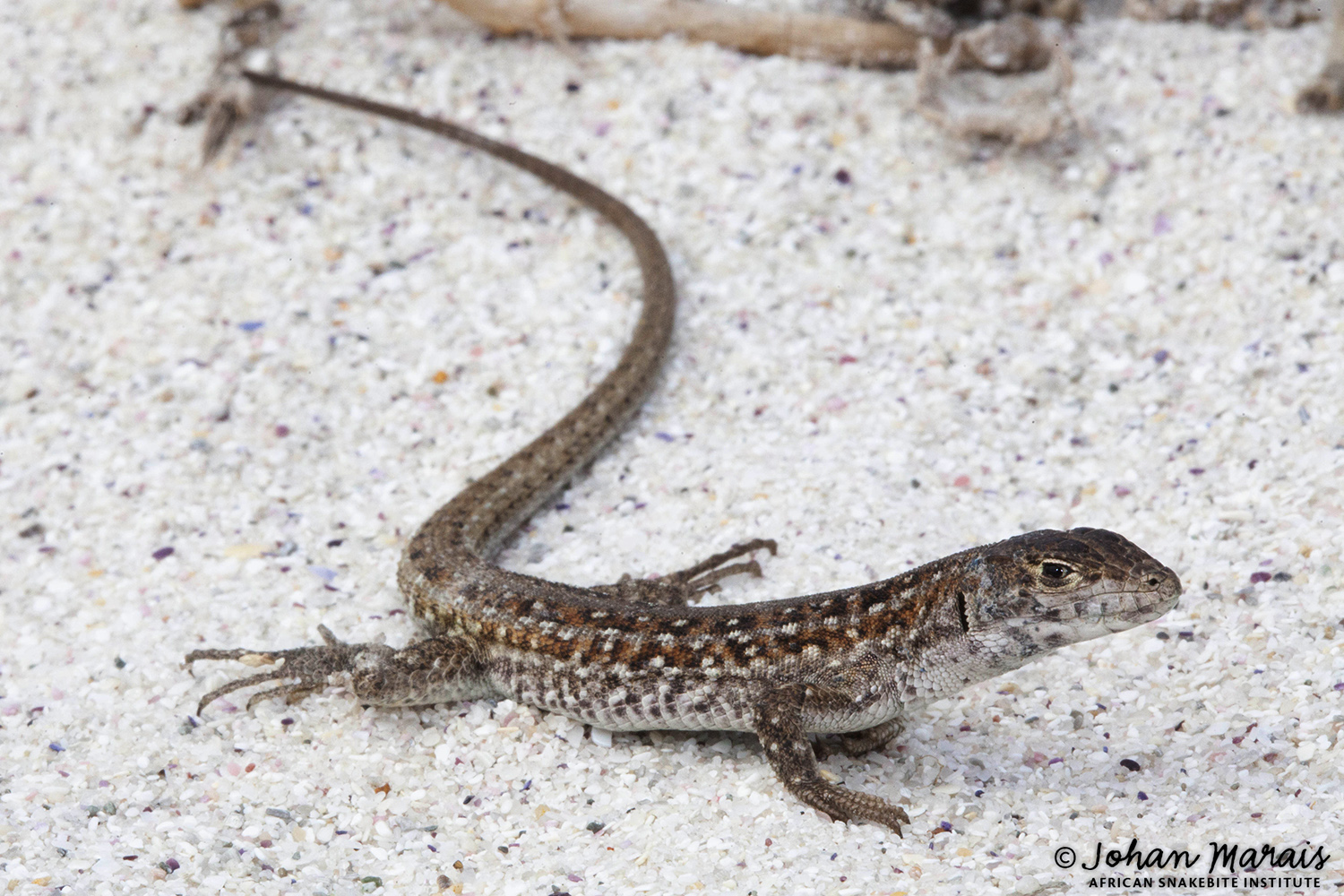 Knox's Desert Lizard (Meroles knoxii) - Johan Marais