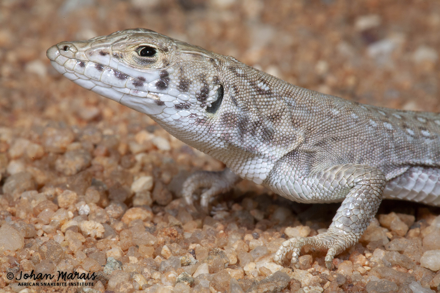 Knox's Desert Lizard (Meroles knoxii) - Johan Marais