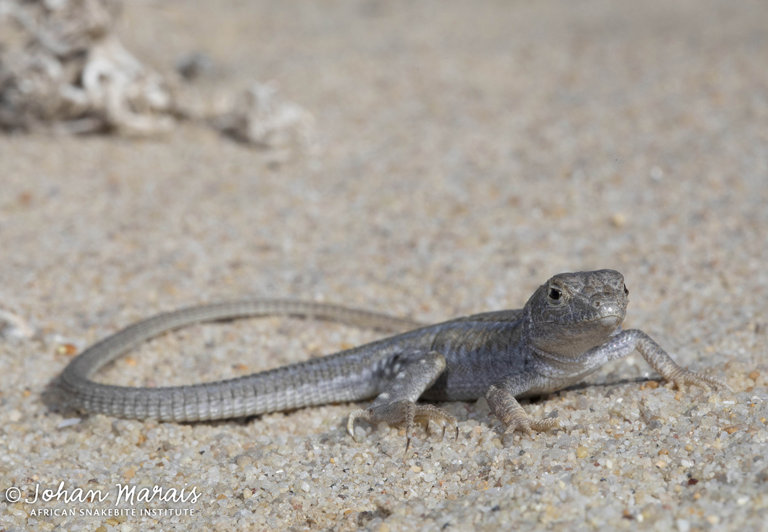 Knox's Desert Lizard (Meroles knoxii) - Johan Marais