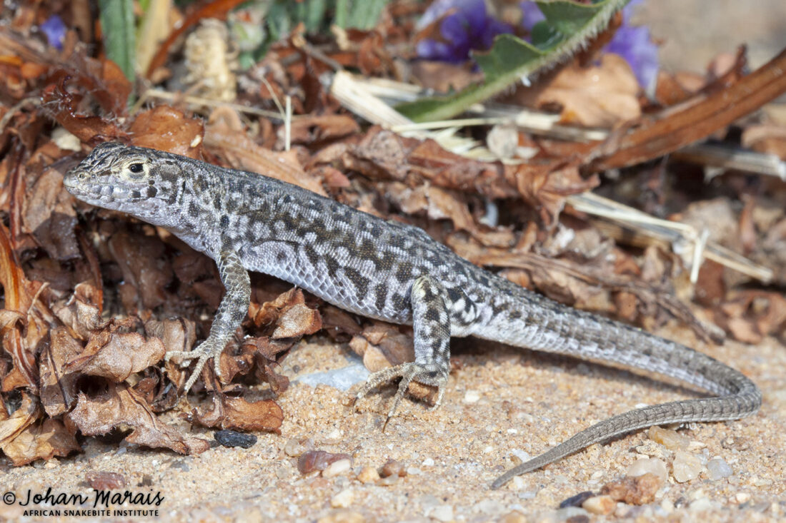 Knox's Desert Lizard (Meroles knoxii) - Johan Marais