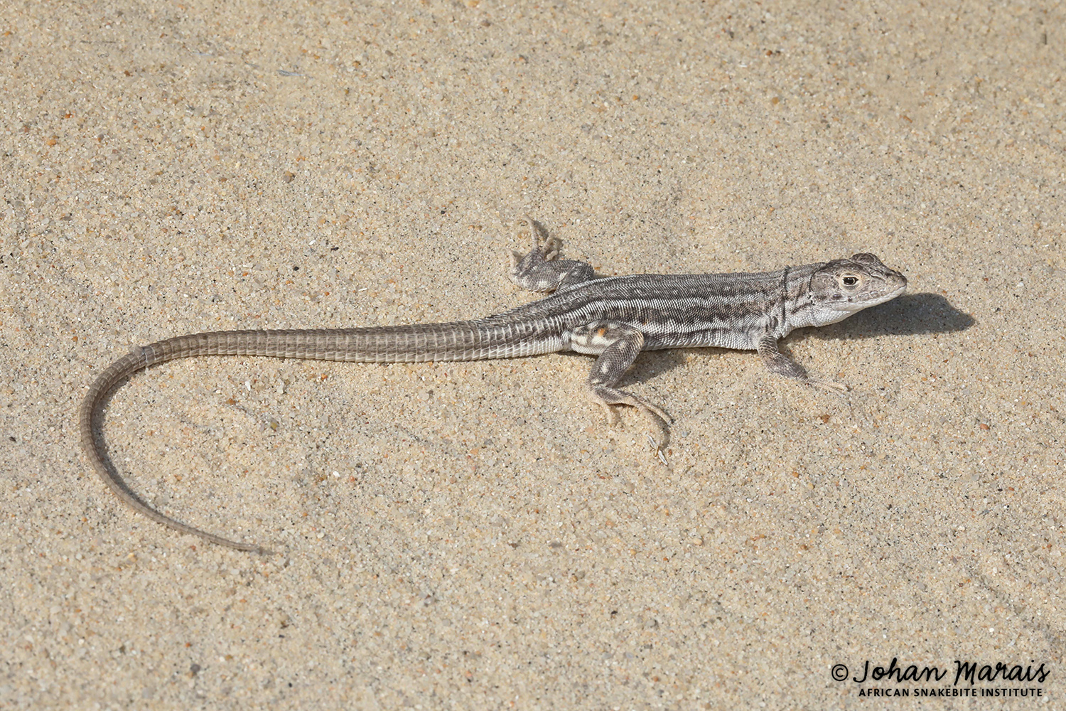 Knox's Desert Lizard (Meroles knoxii) - Johan Marais