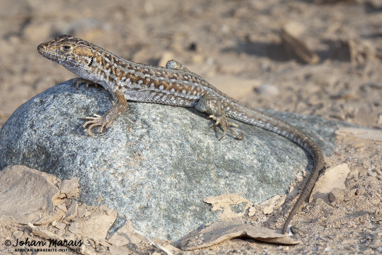Knox's Desert Lizard (Meroles knoxii) - Johan Marais