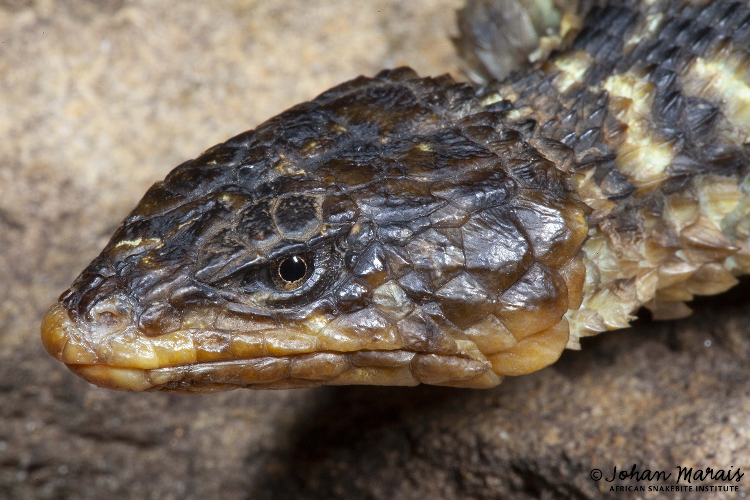 Zimbabwe Girdled Lizard (Cordylus rhodesianus) - Johan Marais