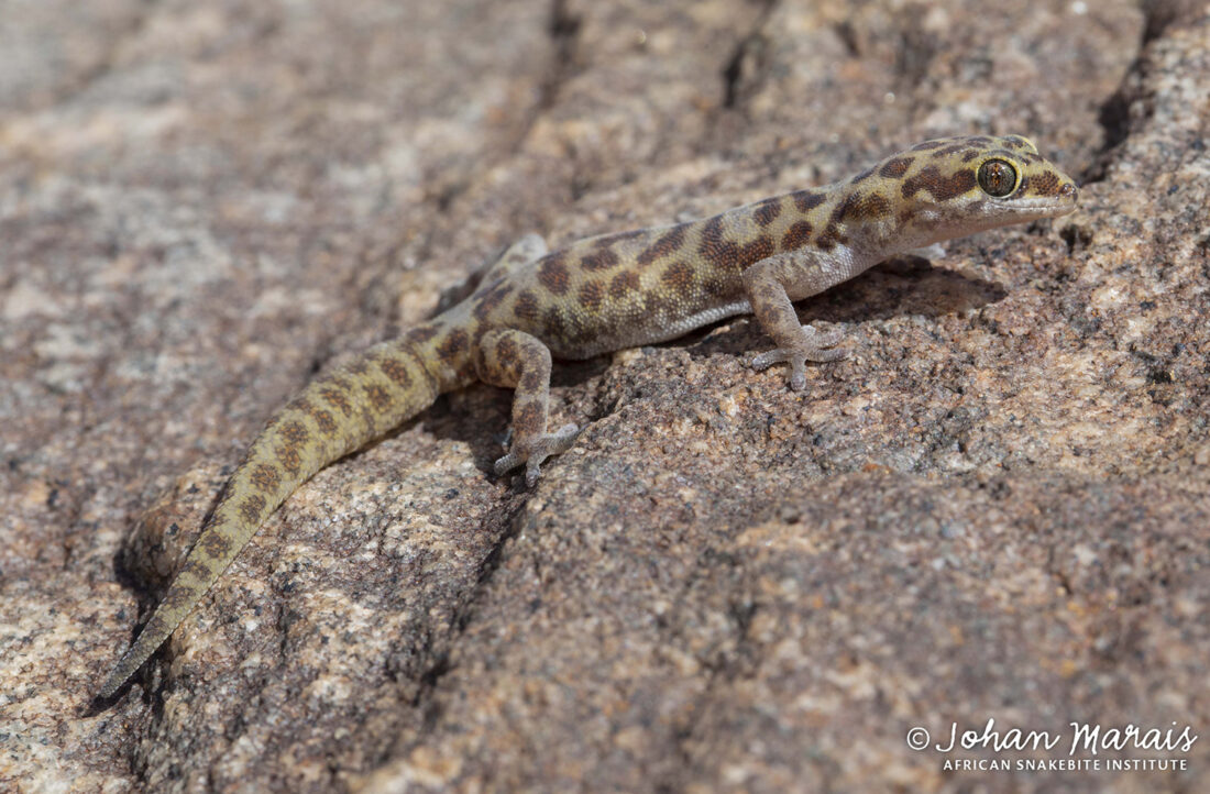 Namaqua Mountain Gecko (Pachydactylus montanus) - Johan Marais