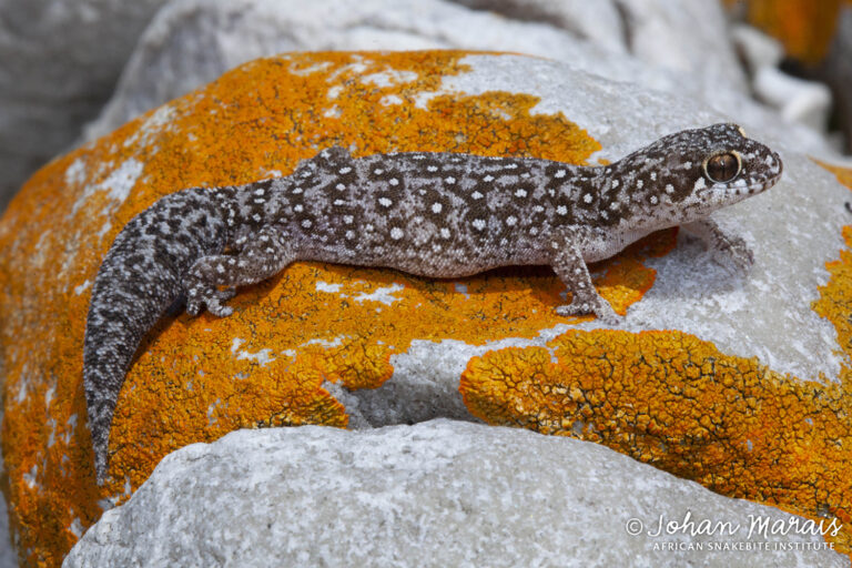 Gecko Species - Johan Marais