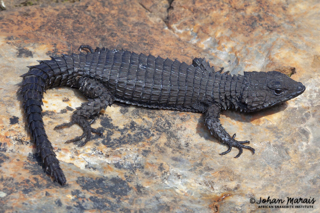 Lizard Species - Johan Marais