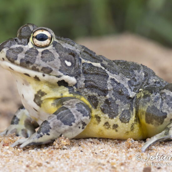 Frog Species - Johan Marais