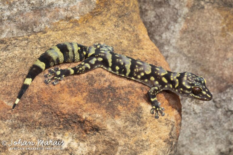 Gecko Species - Johan Marais