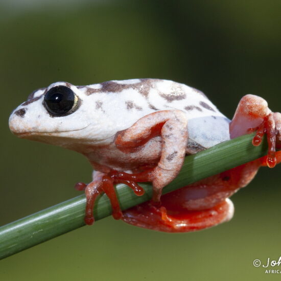 Frog Species - Johan Marais