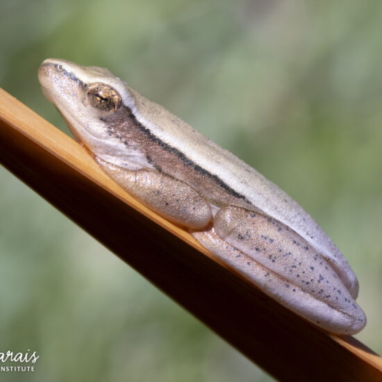 Frog Species - Johan Marais