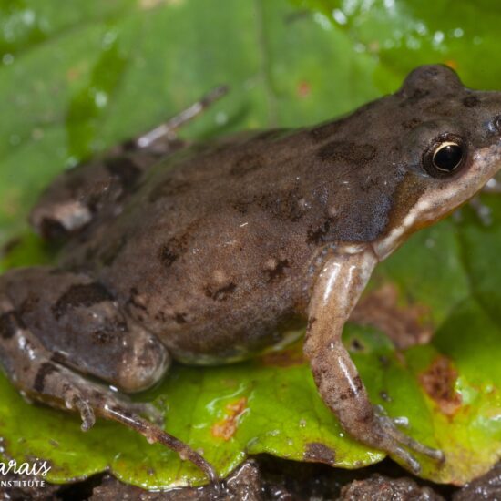 Frog Species - Johan Marais