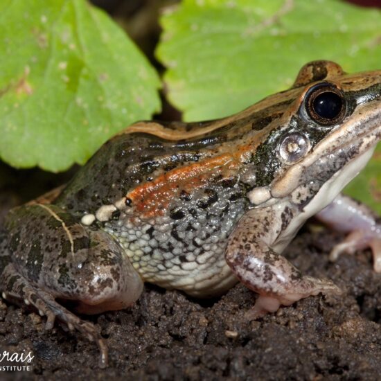 Frog Species - Johan Marais