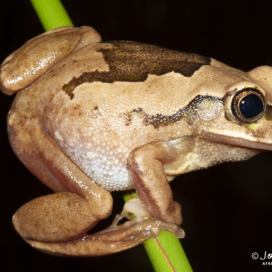 Frog Species - Johan Marais