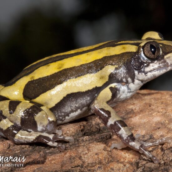 Frog Species - Johan Marais
