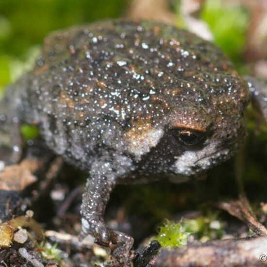 Frog Species - Johan Marais