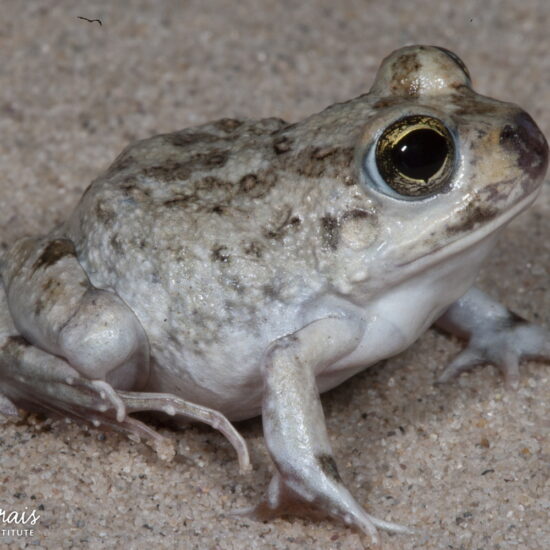 Frog Species - Johan Marais