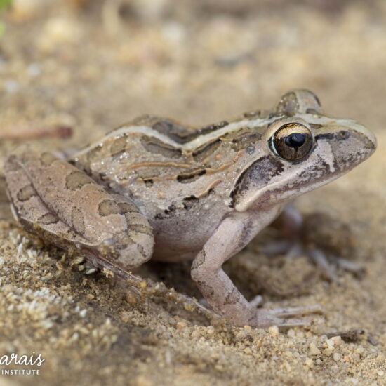 Frog Species - Johan Marais