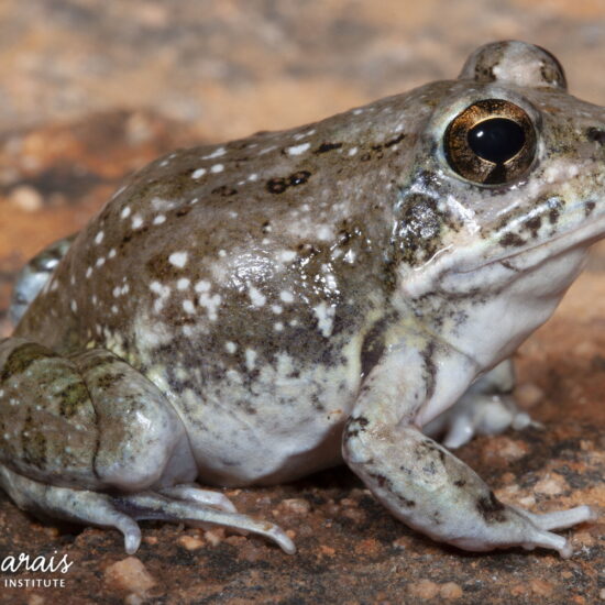 Frog Species - Johan Marais