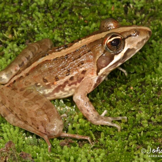 Frog Species - Johan Marais