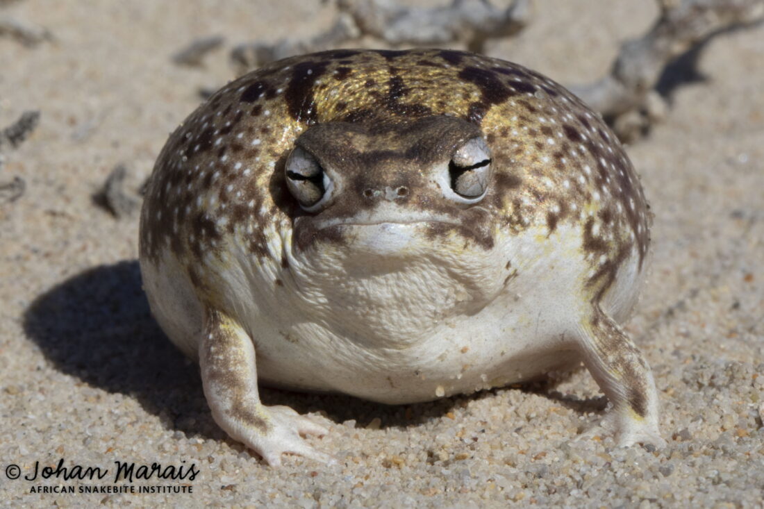 Desert Rain Frog (Breviceps macrops) - Johan Marais