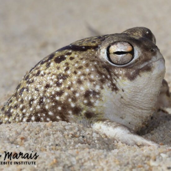 Frog Species - Johan Marais