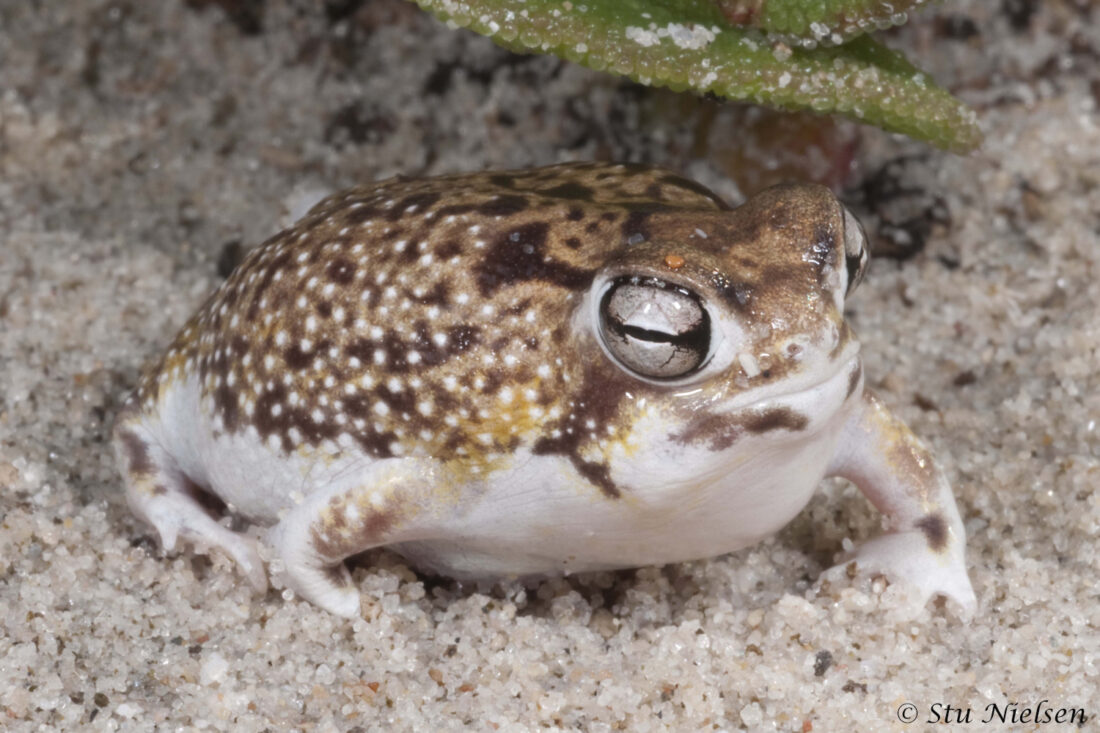 Desert Rain Frog (Breviceps macrops) - Johan Marais