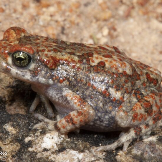 Frog Species - Johan Marais