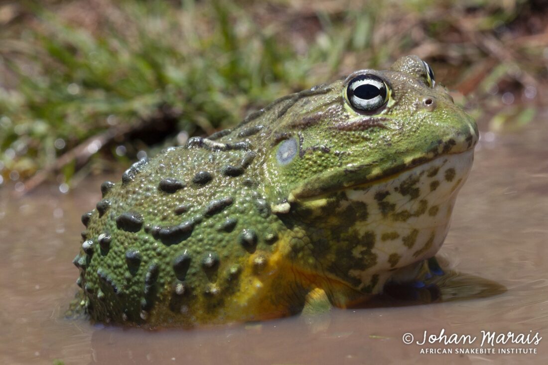 Frog Species - Johan Marais