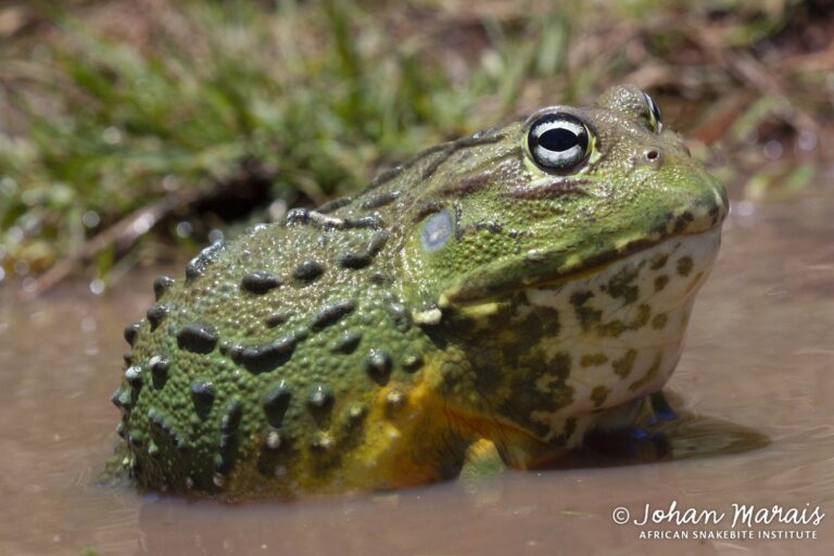 Frog Species - Johan Marais