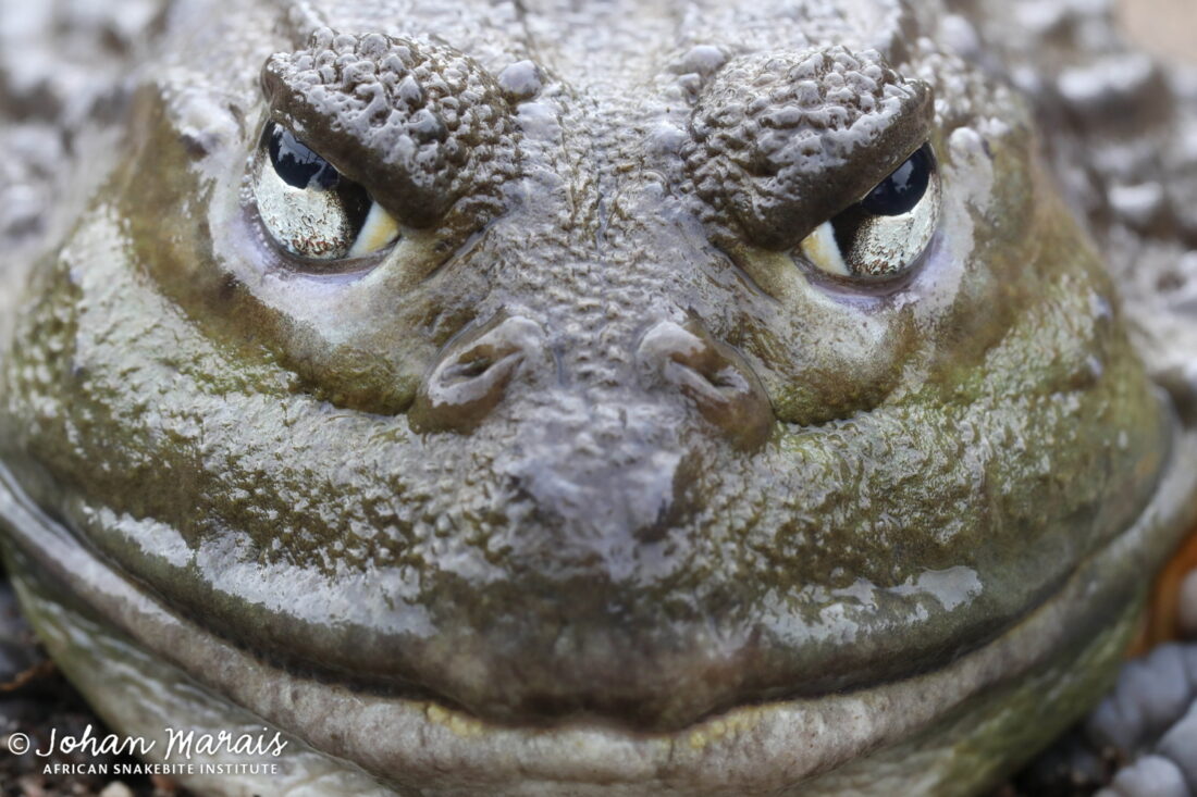 Frog Species - Johan Marais