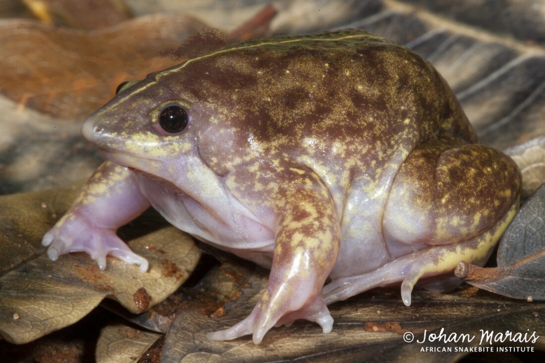 Frog Species - Johan Marais