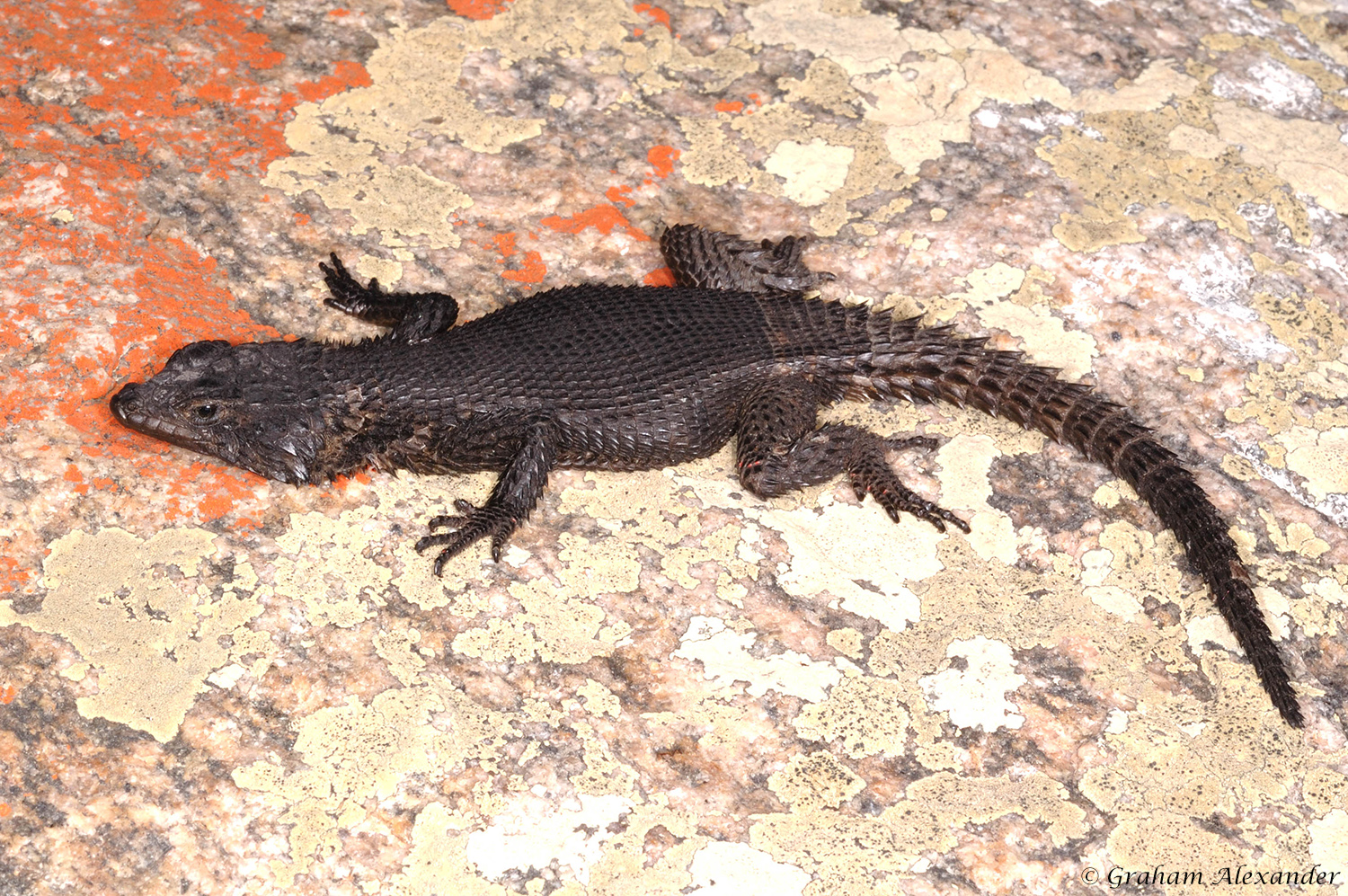 Karoo Girdled Lizard (Karusasaurus polyzonus) - Johan Marais